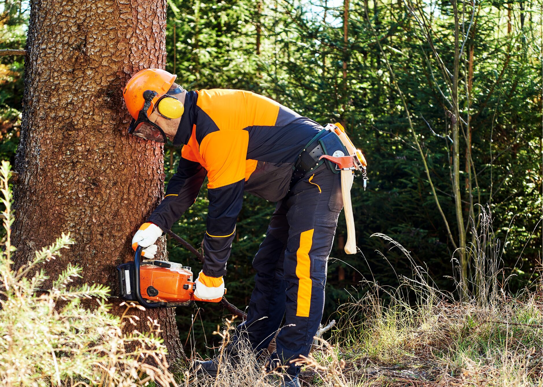 Shock Tree Services - Rated 5-Star by 100% of customers